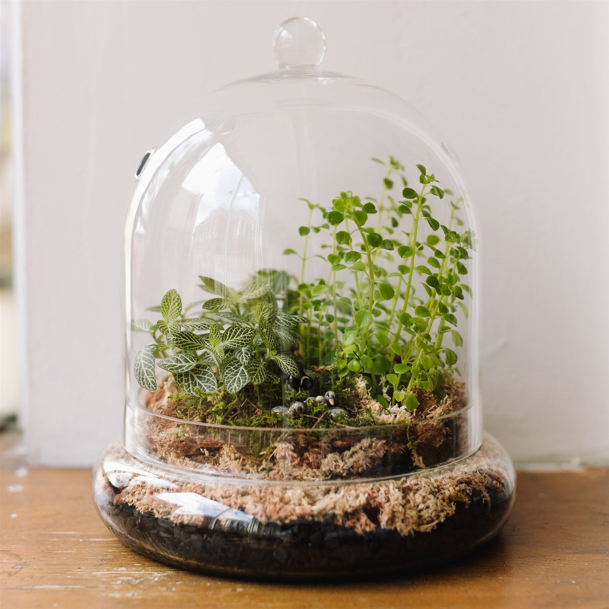 Terrariums – Sparrow's Floral Design